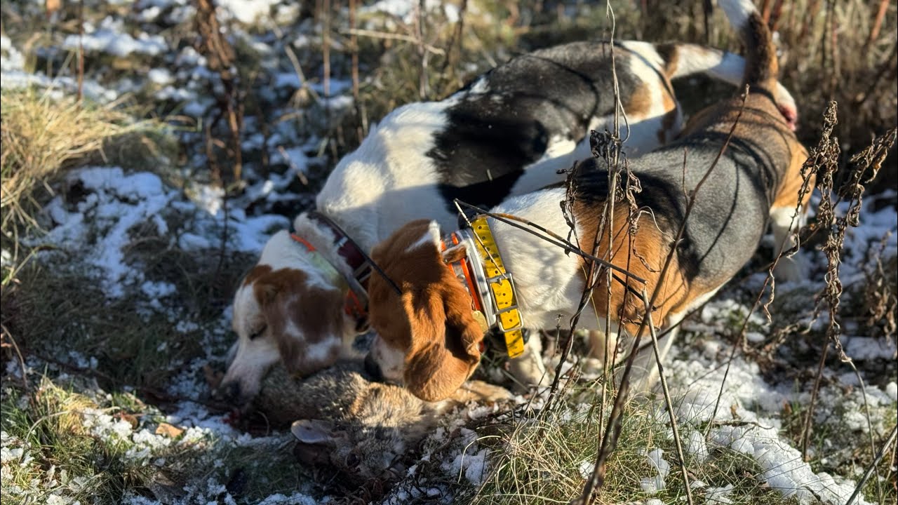 COLD AND WINDY CONDITIONS - Rabbit Hunting with Beagle Dogs *KILL SHOT ...