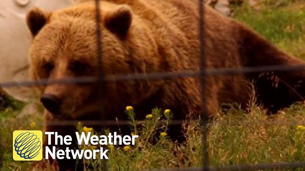 Animals suffering, wildfire smoke taking its toll on wildlife in BC ...