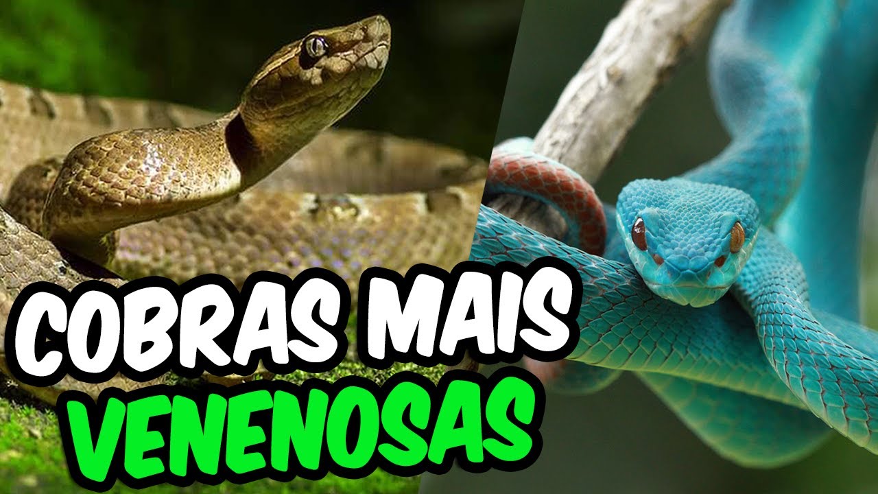 ffghj as ##ffghj 10 ##ffghj cobras ##ffghj mais venenosas do mundo🤢 ...