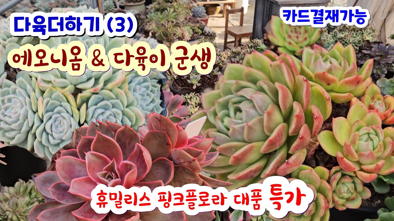 다육더하기 3 예쁜 다육이 군생 특가 핑크플로라 대품 휴밀리스 배반의장미 흑사금 군기 대화련 Youtube