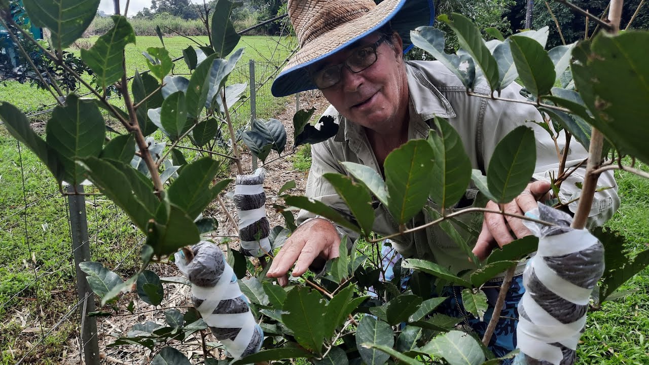 Marcotting / Air-Layering Rambutan trees - YouTube