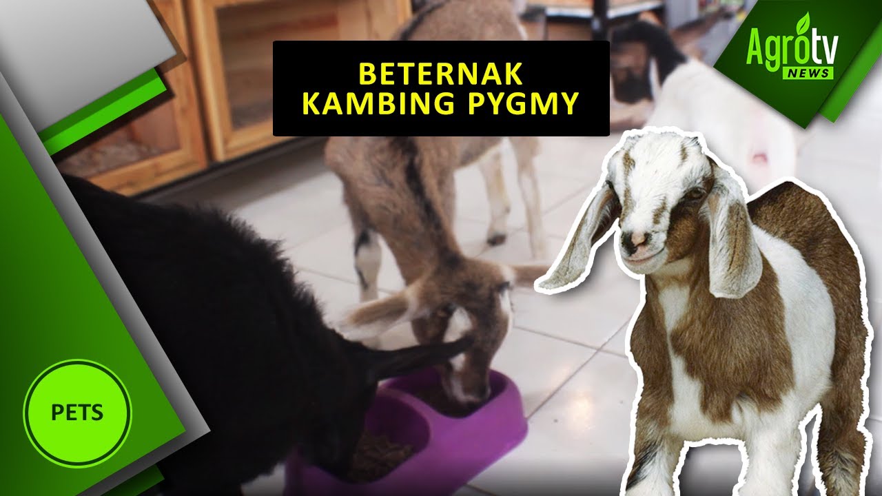 BETERNAK KAMBING PYGMY - YouTube