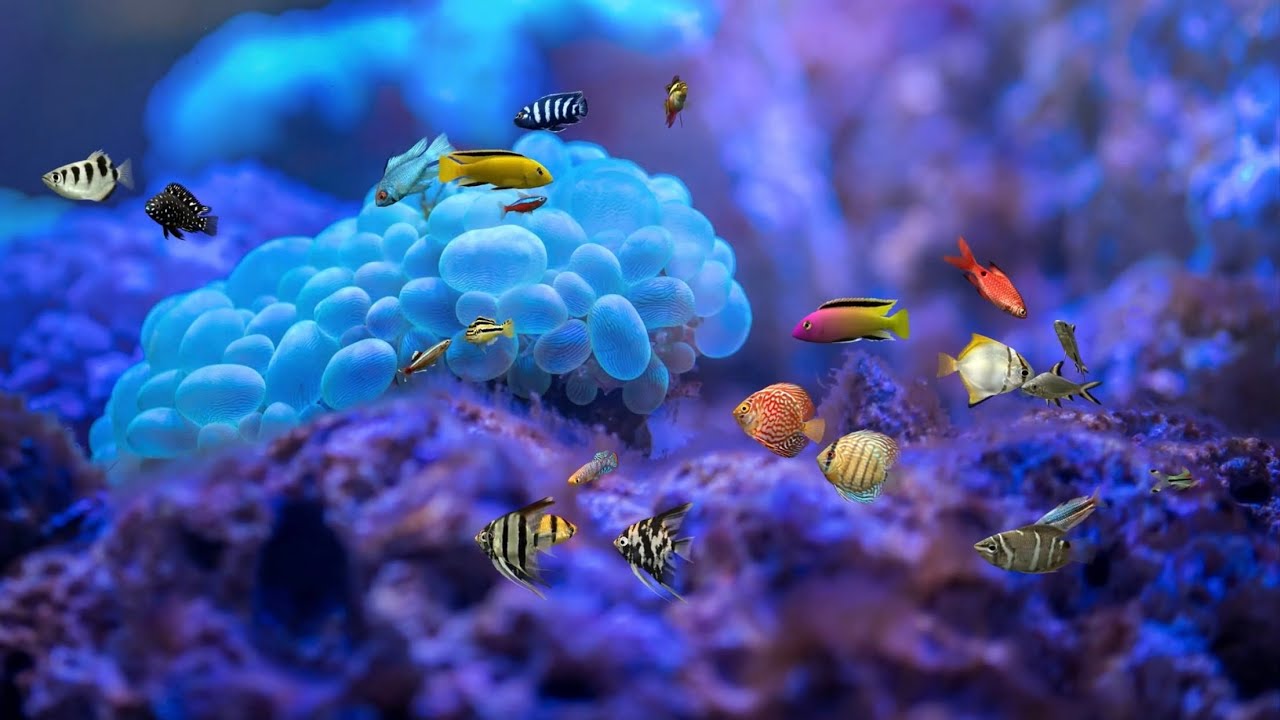 Great Barrier Reef Digital Fish Aquarium (4K 60FPS) Relaxing ...