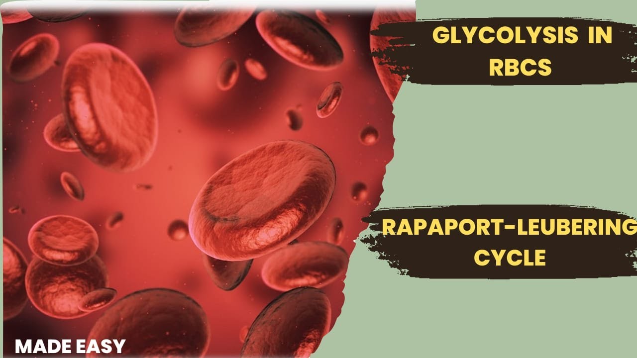 Glycolysis in Red Blood Cells| RAPAPORT-LEUBERING CYCLE| Net ATP ...