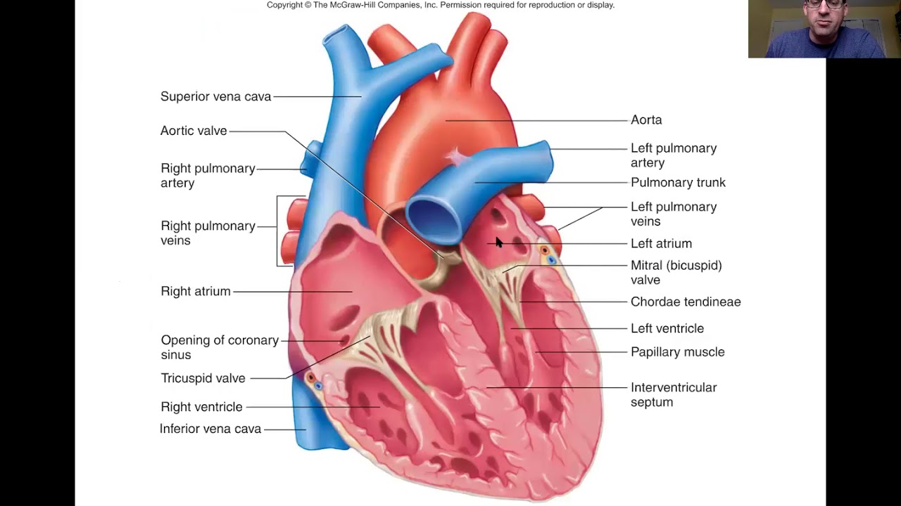 Heart Anatomy Lecture - YouTube