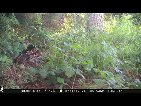 Please help identify - from 1:00 are these juvenile blackbirds? | Garden Watch Burton Joyce