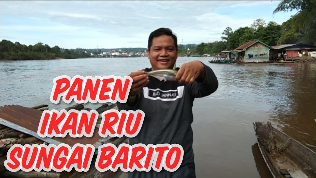 Mancing Ikan Riu di Sungai Barito - YouTube