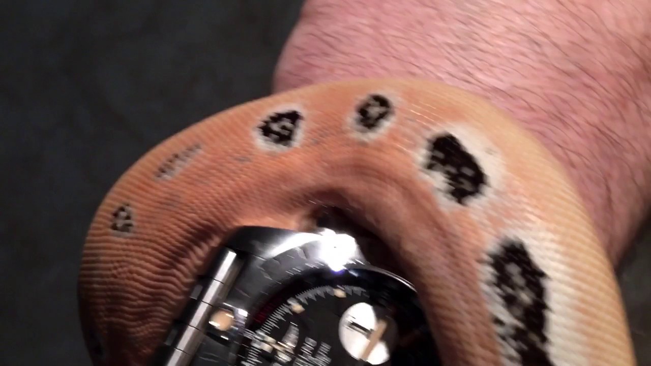 2016 Scoria Boa Constrictor (Arrival Video) - YouTube