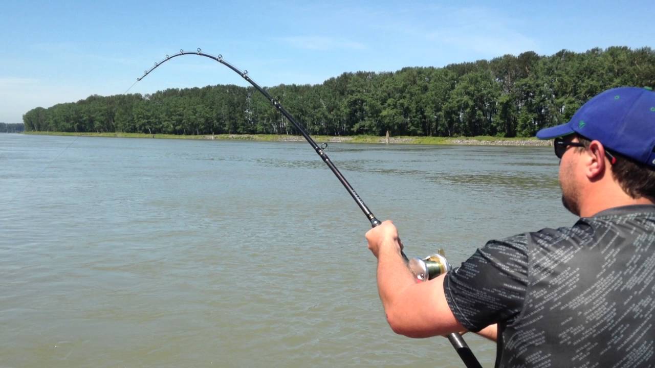 Giant BC White Sturgeon jumping - YouTube