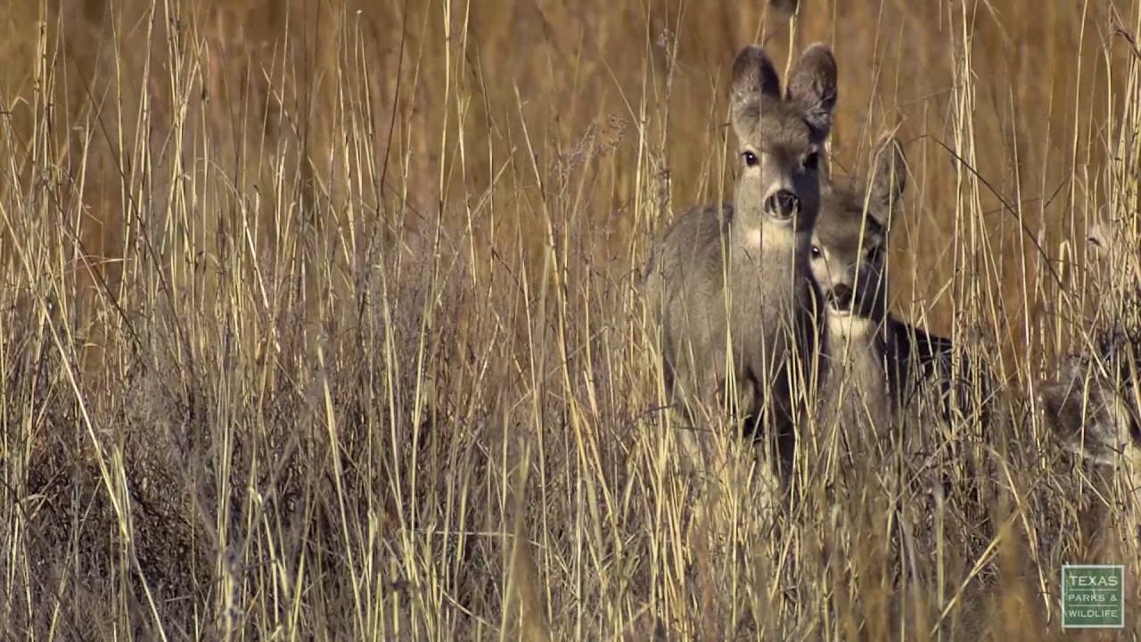Yoakum Dunes Wildlife Management Area - Postcard From Texas - YouTube