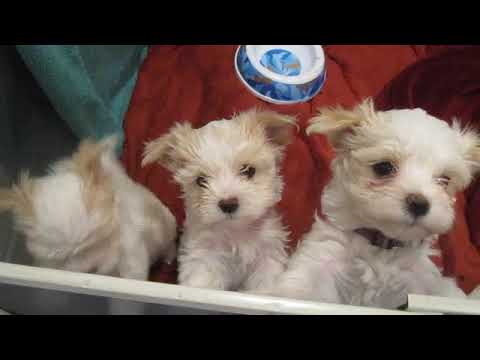 Three Cute Maltese Puppies For free Adoption to a good home. - YouTube