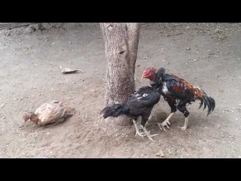 Bir rahat bırak horozu