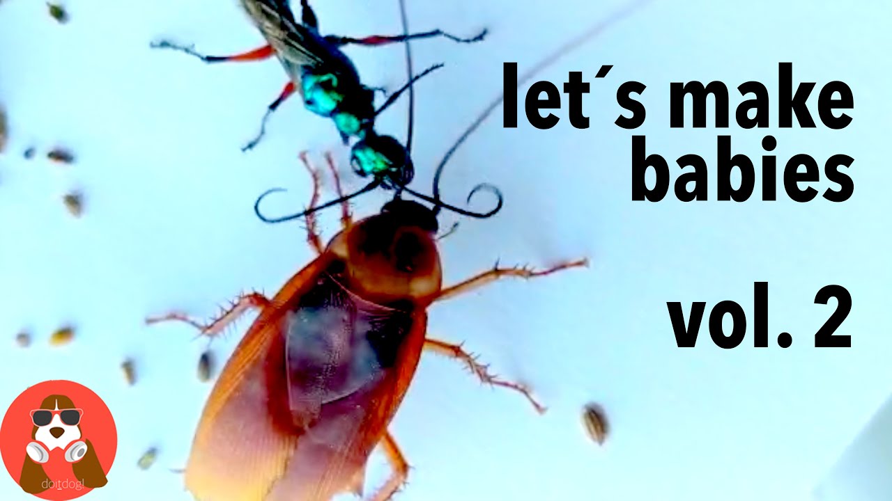 jewel wasp zombifies cockroach | Vol. 2 | 4K - YouTube
