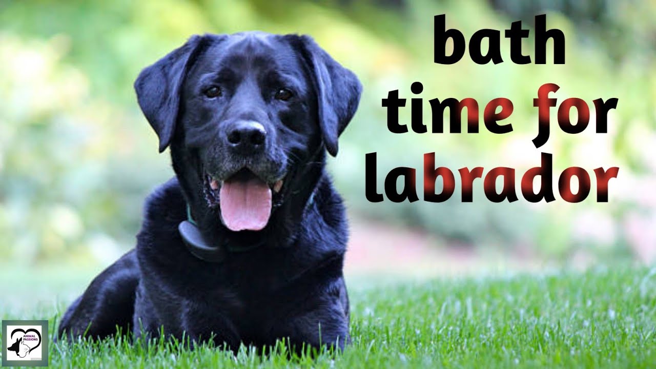 Labrador Bathing Time | Bathing Tutorial and Tips. @animalpassions6303 ...
