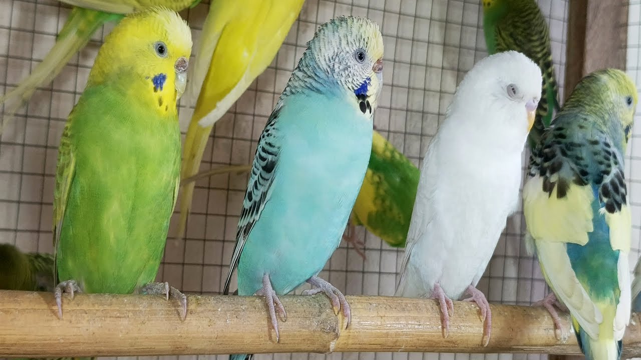 3 hr Relax with Real Budgie Sounds | Gentle Bird Chirps for Comfort ...