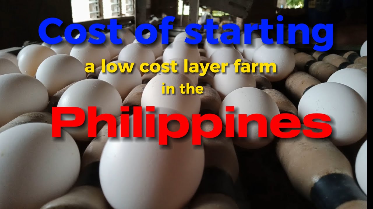 Starting a low cost layer poultry farm in 2023, Philippines - YouTube