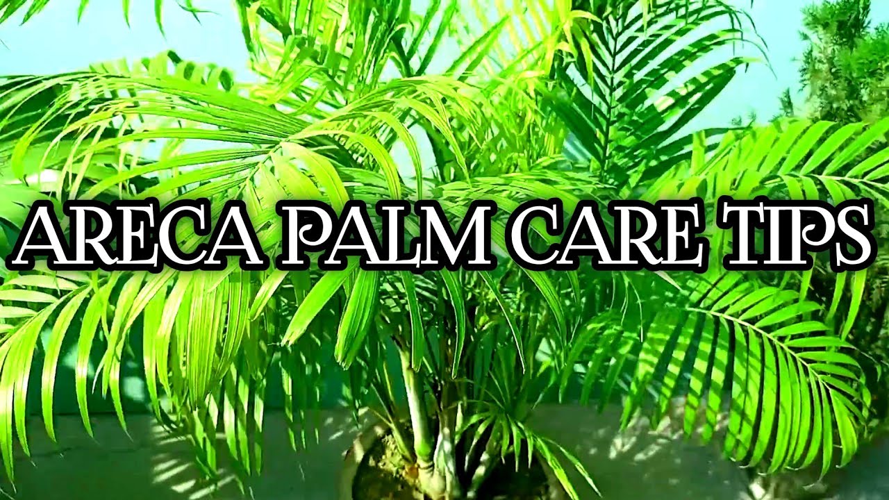 Areca palm care | एरिका पॉम केयर | Areca palm growing tips #areca - YouTube