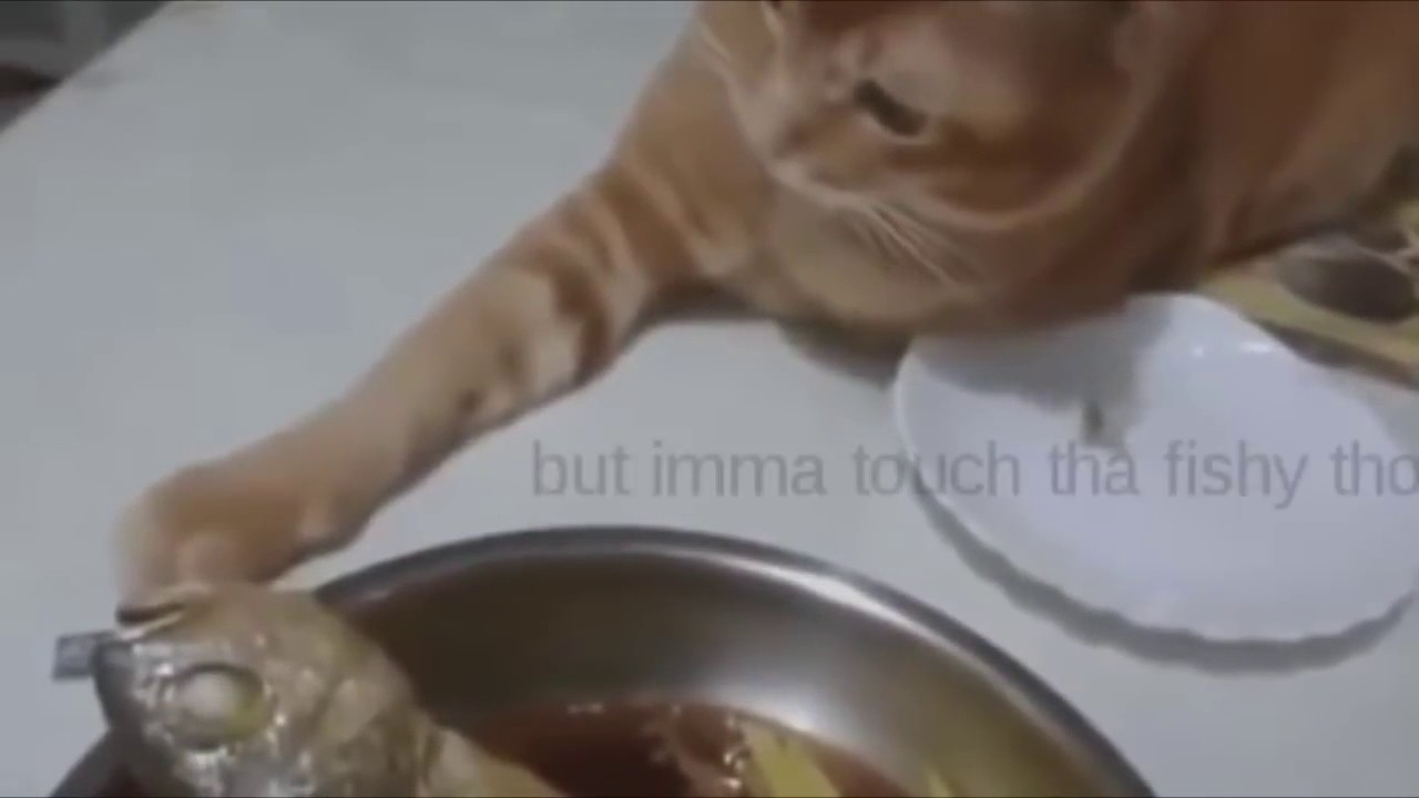 Touchy the fishy - YouTube