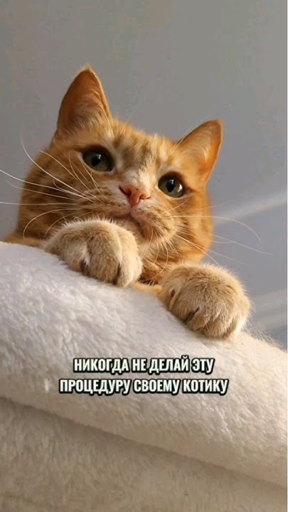 Никогда не делай эту процедуру своему котику #кот #питомец - YouTube