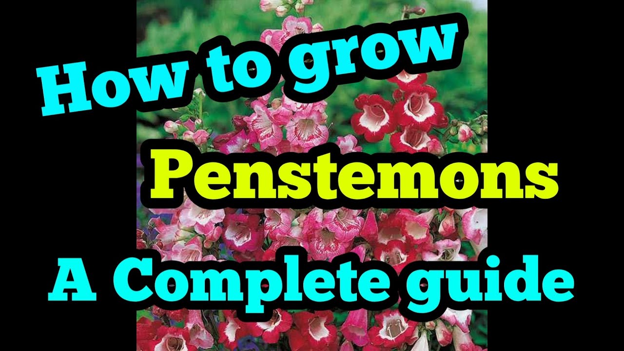 How to grow penstemons a complete guide - YouTube