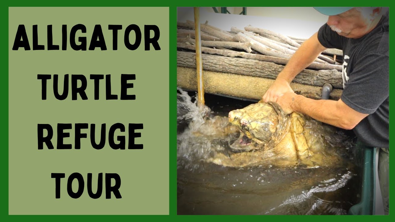 Be A Part Of The Blackwater Turtle Refuge - YouTube