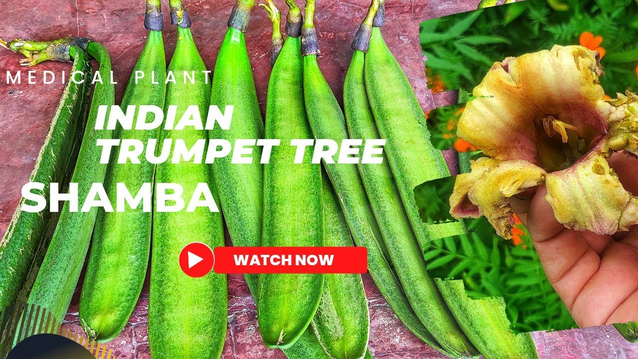 Oroxylum indicum | Indian Trumpet tree or midnight horror flower tree ...