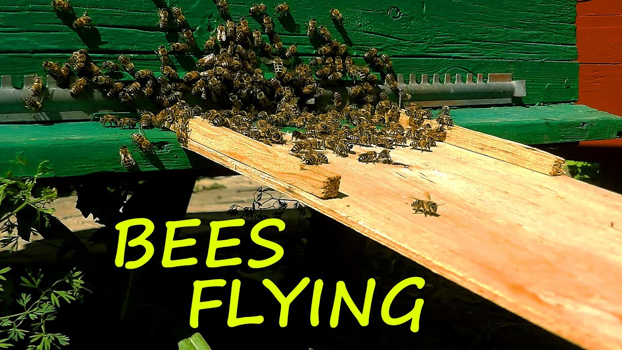 Bees fly into the hive - Bee sounds ASMR - Kodak PIXPRO AZ522 video ...