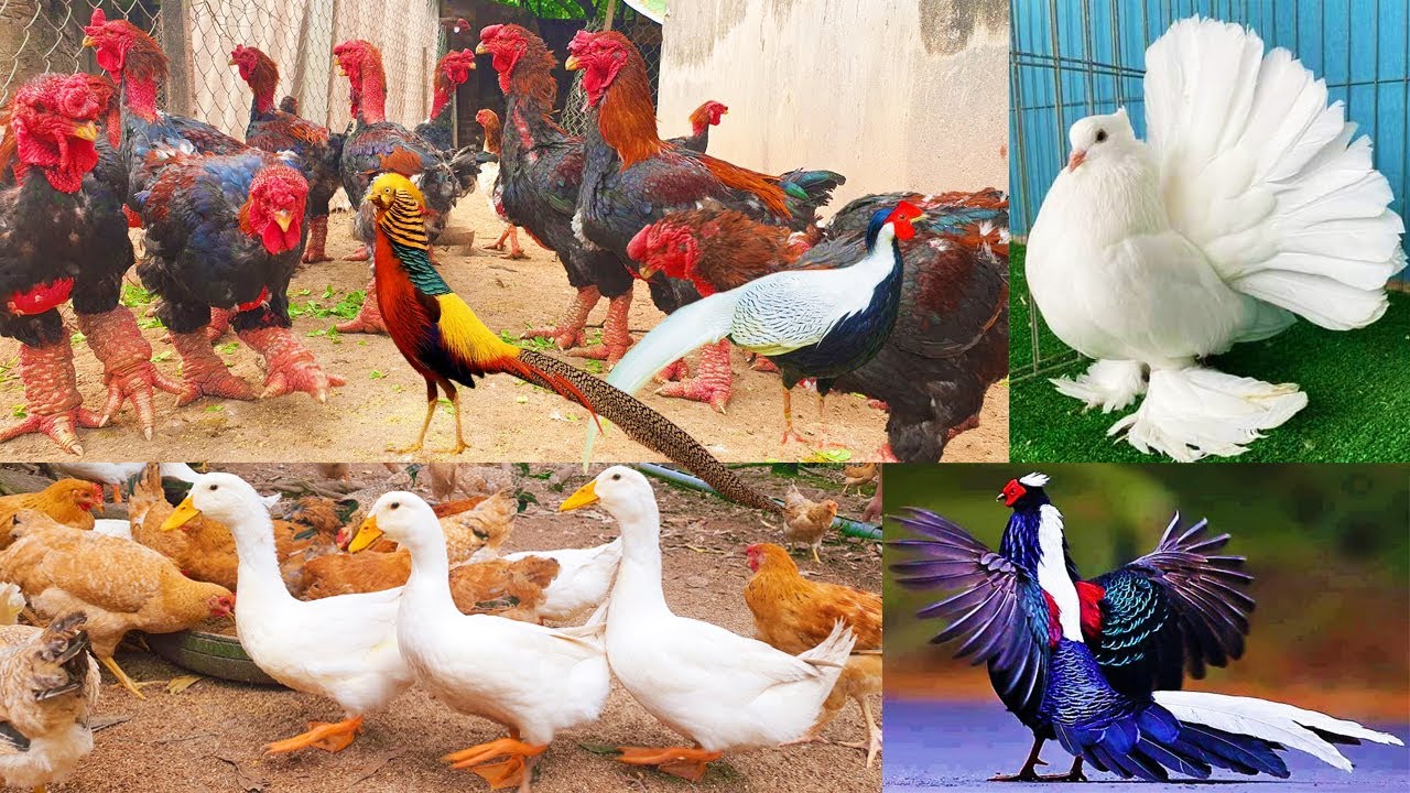 Pheasant all Mutations | Fancy Hens | Duck | Fancy Pigeon | Farming in ...
