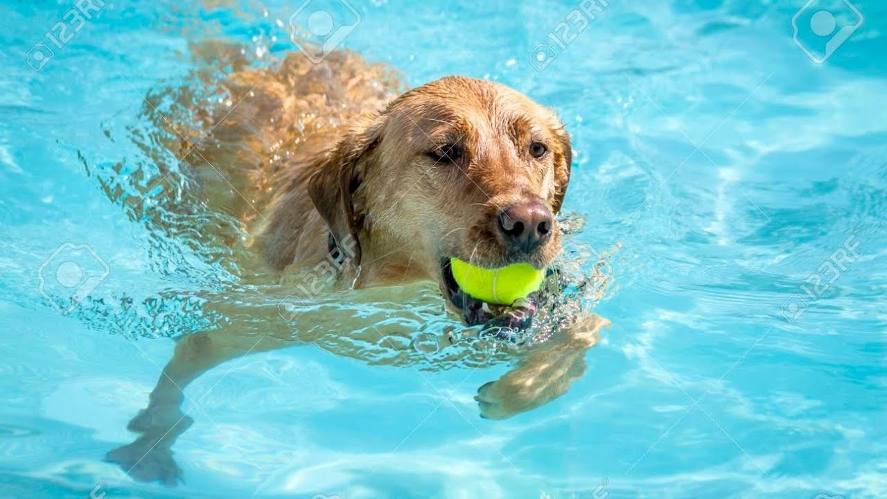 MY DOGS MORNING ROUTINE!! making a Pet Swimming Pool with mom - YouTube