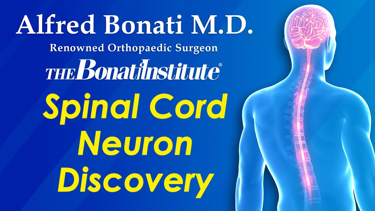 Spinal Cord Neurons for Brain-Independent Movement | Dr. Alfred Bonati ...