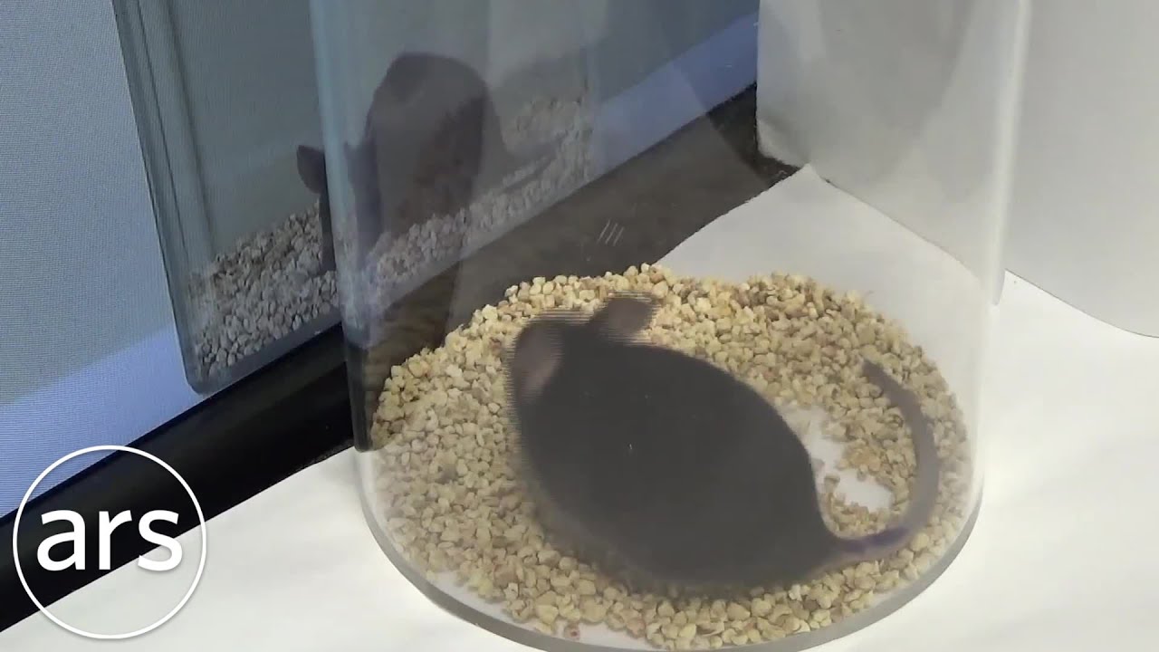 Mouse gets itchy watching video - YouTube