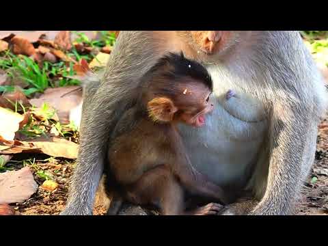 So thirsty to wean milk full, just back mom after kidnap baby, so cute mommy