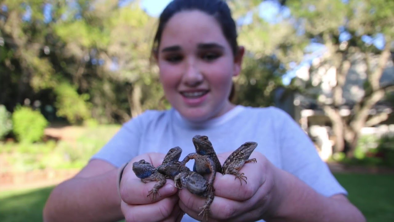 HOW TO LASSO AND RACE LIZARDS ( FAMILY FUN ) - YouTube