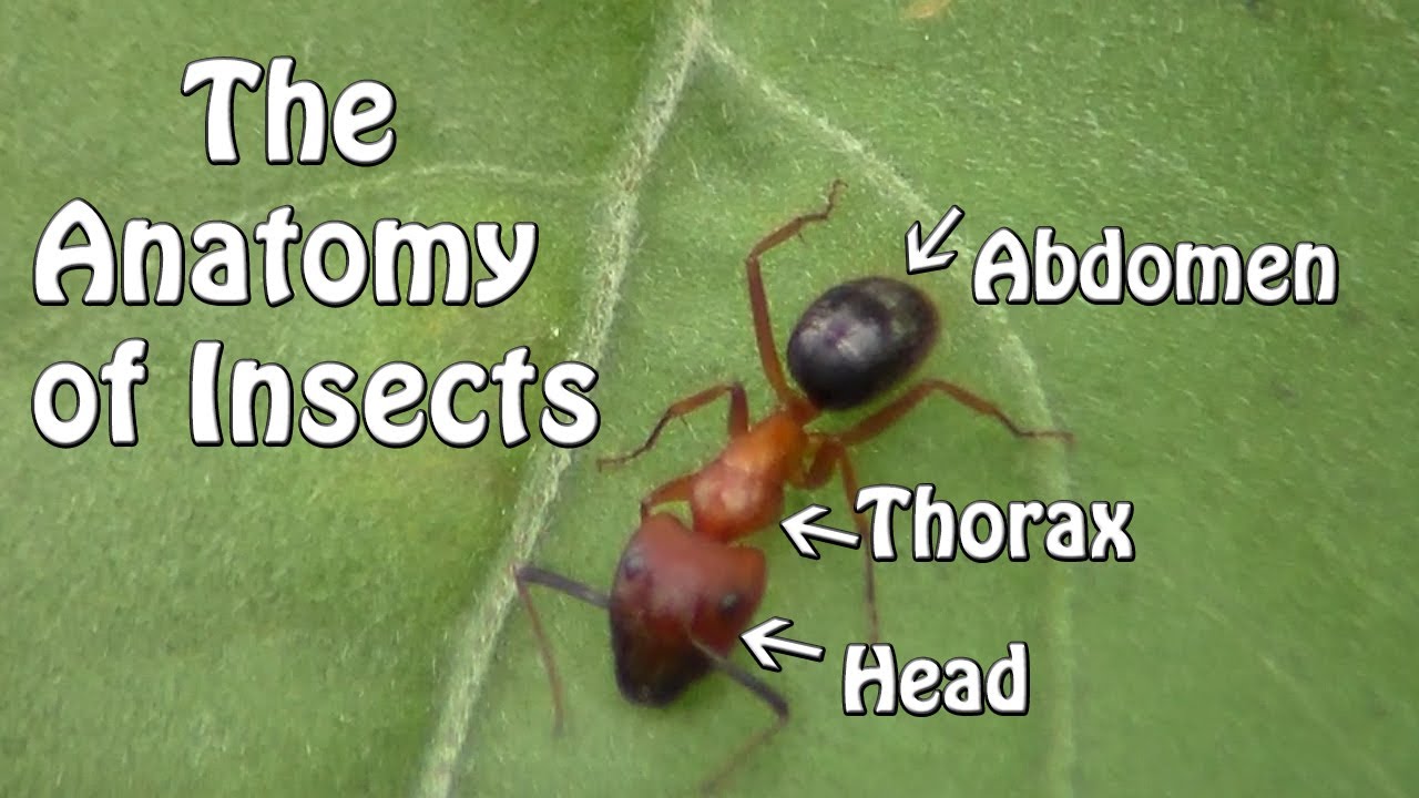 The Anatomy of Insects - YouTube