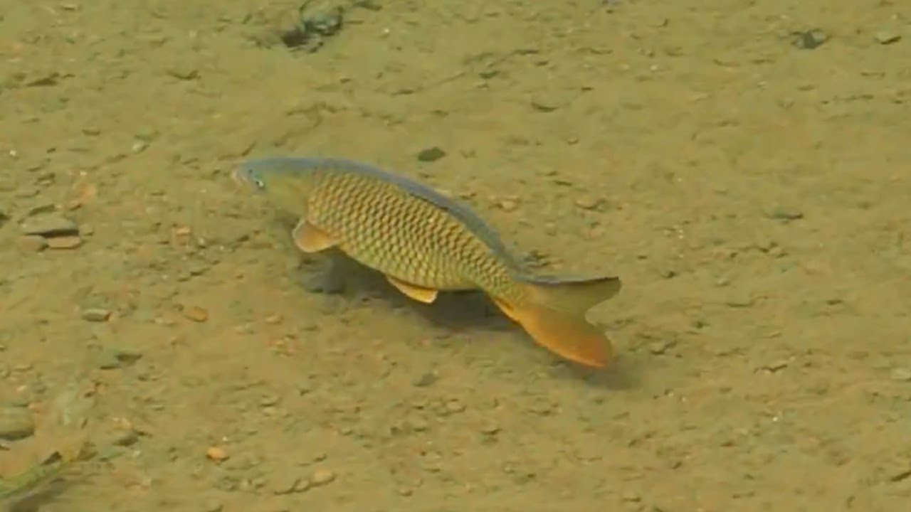 Freshwater fish in the wild - YouTube