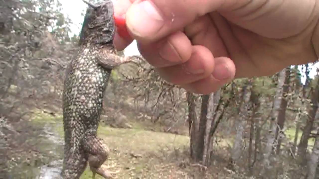 Survivor Men eat a LIZARD - YouTube