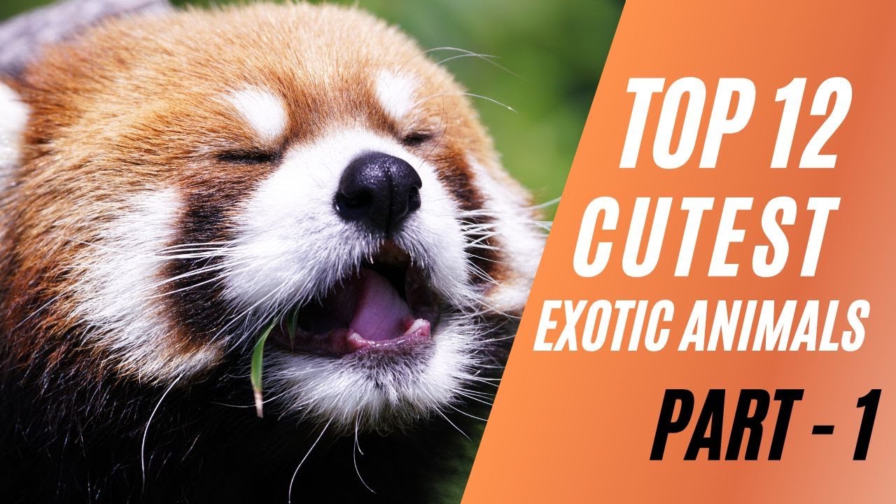 12 Cutest Exotic Animals In The Planet - Part 1 - YouTube