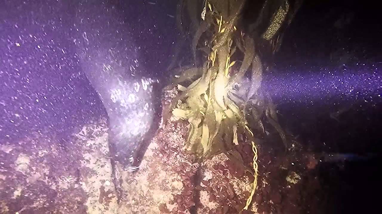 Night Diving with Seals in Monterey, CA - YouTube