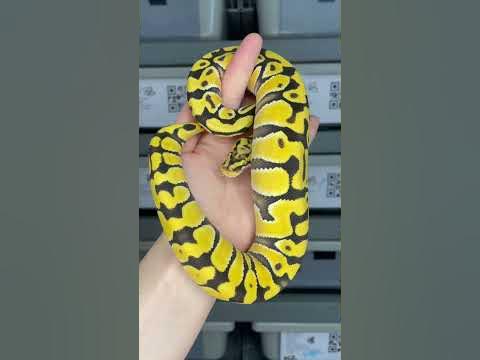 Pastel Enchi Desert Ghost het Clown / Cryptic #ballpython #desertghost ...