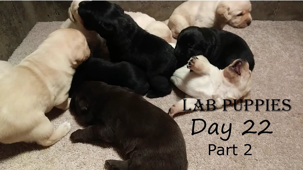 Lab puppies day 22 part 2 - YouTube