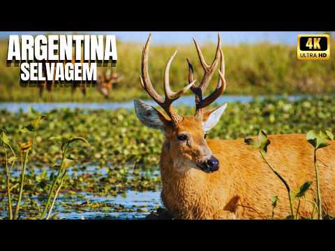 Argentina Selvagem | A Fauna Mais Extrema da América do Sul - Documentário