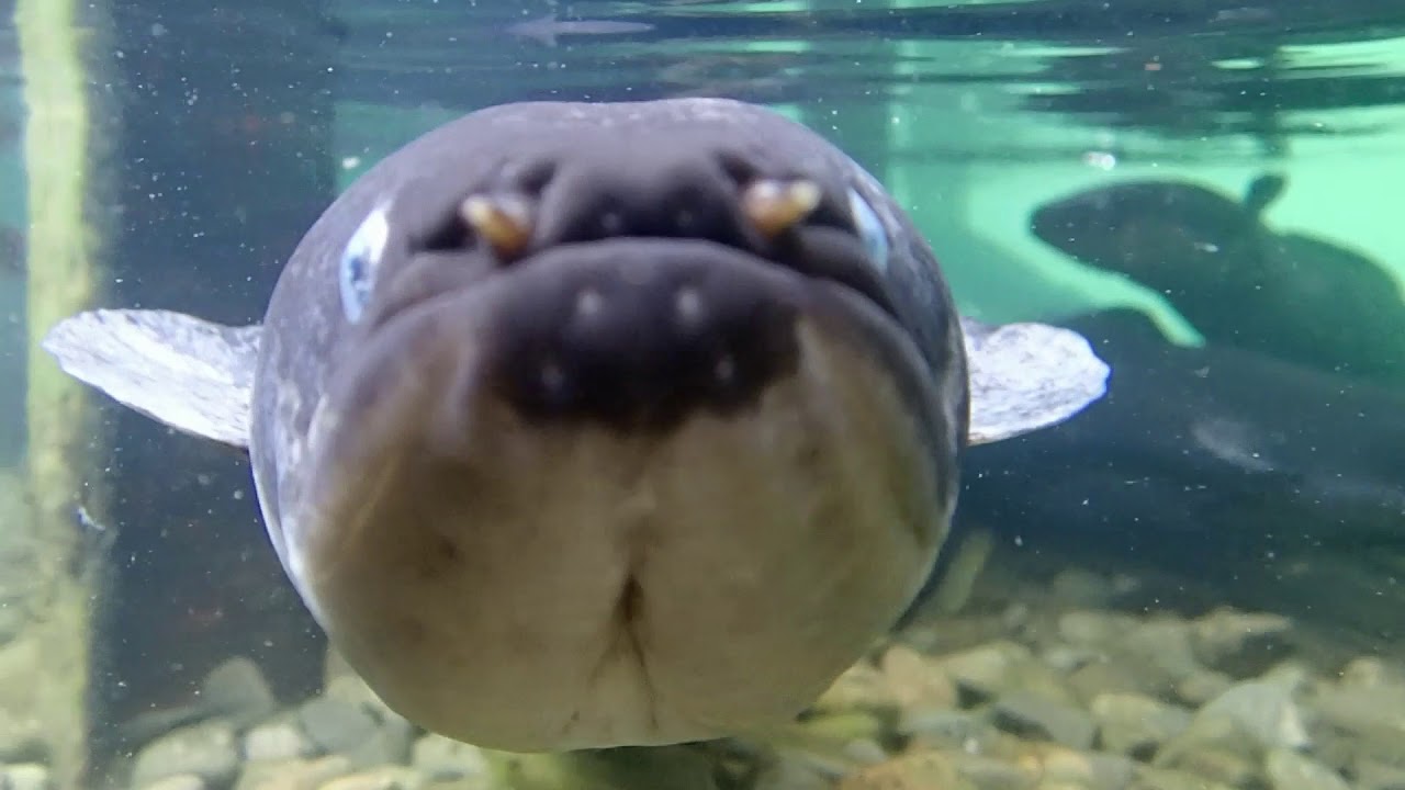 New Zealand longfin eels, Lake Rotoiti. - YouTube