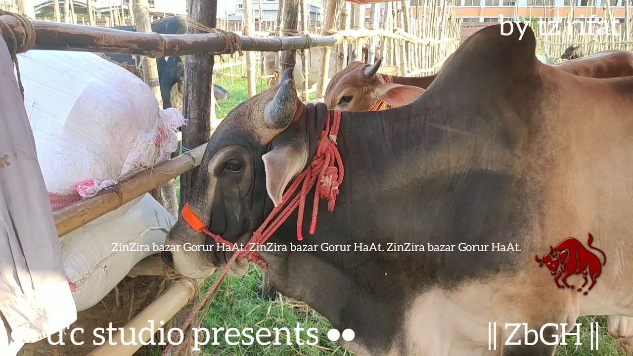 535 | Qurbani 2019 | Deshi Bulls | বসিলা হাঁট এর দেশাল ষাঁড় | Beauty ...