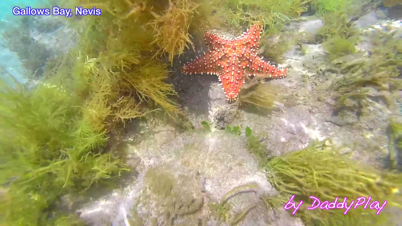 Gallows Bay Nevis - YouTube