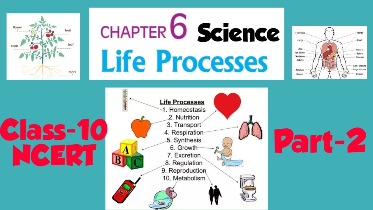 Class 10th Science NCERT CBSE ICSE BOARD CH 6 Life class-10th-science-ncert-cbse-icse-board-ch-6-life