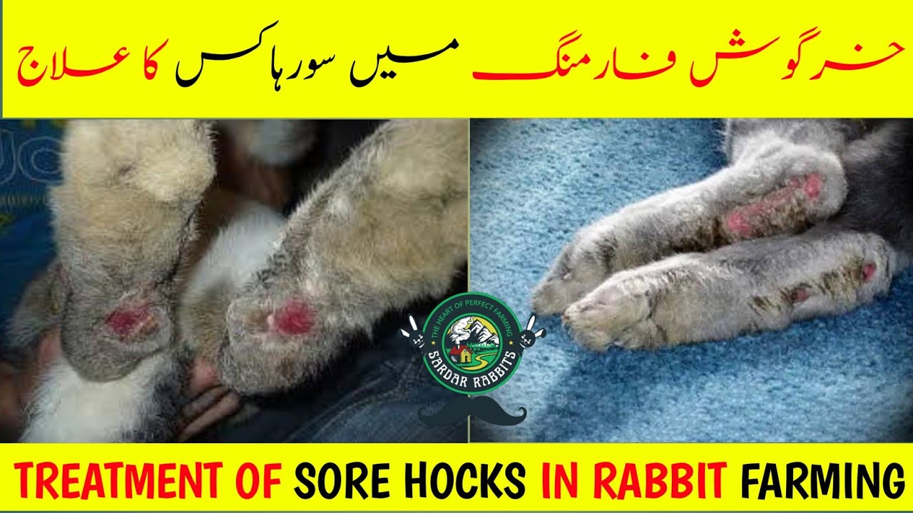 Sore Hocks In Rabbit Treatment - YouTube