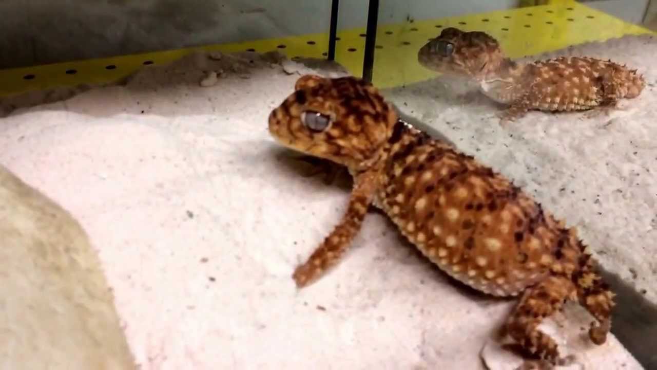 Rough Knobtail (Nephrurus amyae) Geckos! - YouTube
