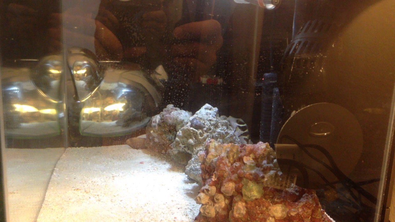 Valentini puffer fish sleeping! - YouTube