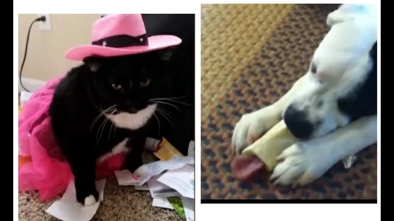 funny to tears, cats, pranks with cats 😁 - YouTube