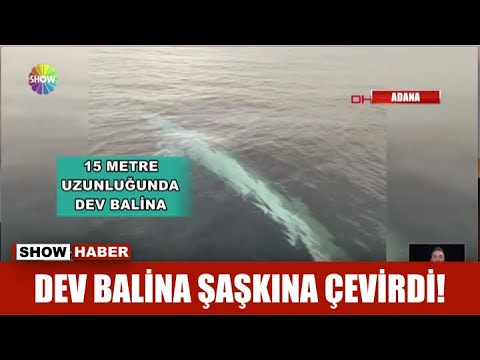 Dev balina şaşkına çevirdi!